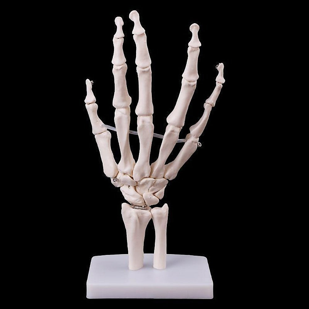 Hand Joint Anatomical Skeleton Model Human Anatomy Study Tool – Ozbasket